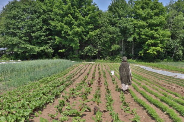 Looking back, looking ahead at New Roots Farm - Amjambo Africa